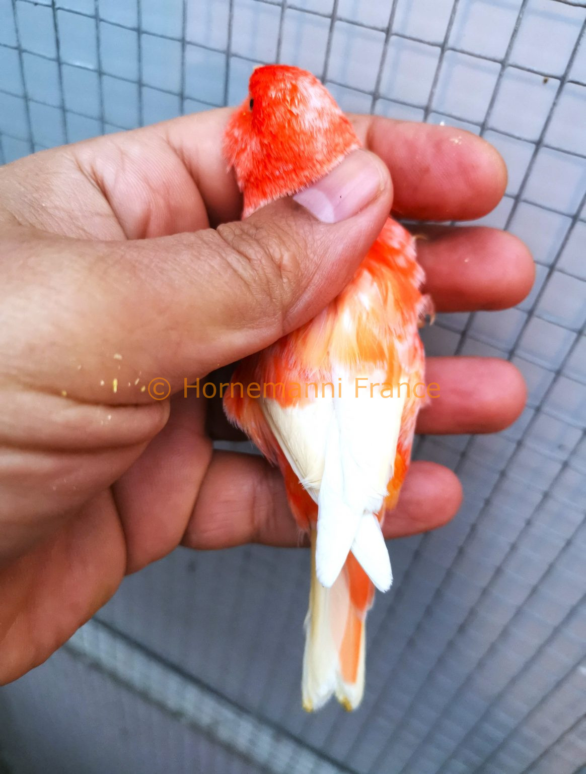 Le Tarin rouge du Venezuela – Hornemanni-France