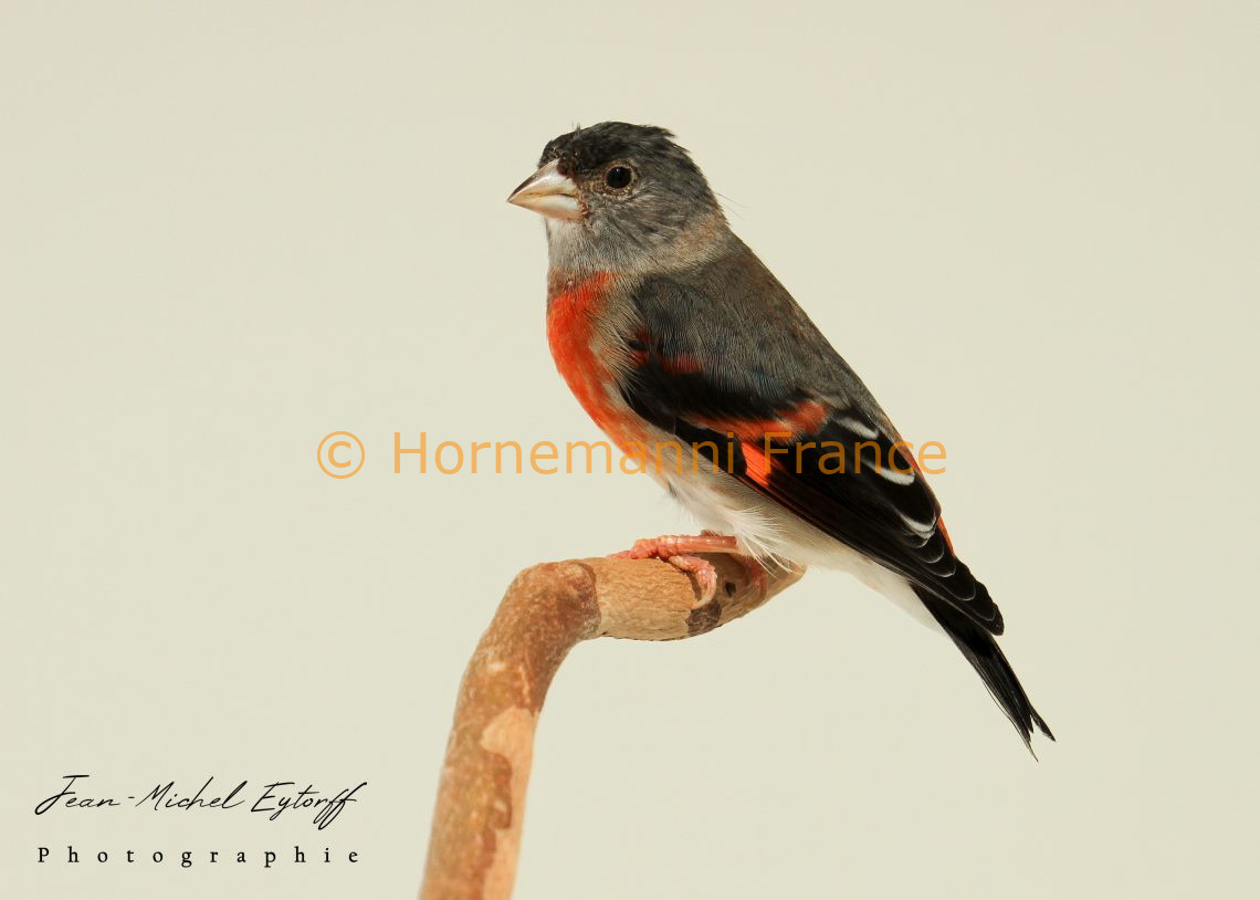 Le Tarin rouge du Venezuela – Hornemanni-France