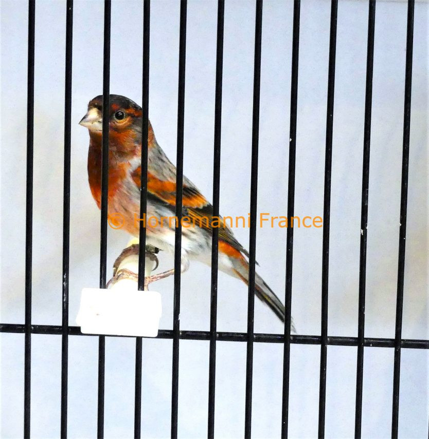 Le Tarin rouge du Venezuela – Hornemanni-France